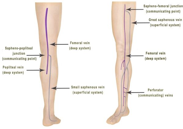 Leg Vein Anatomy Explained | Nu Vela Laser and Vein Center